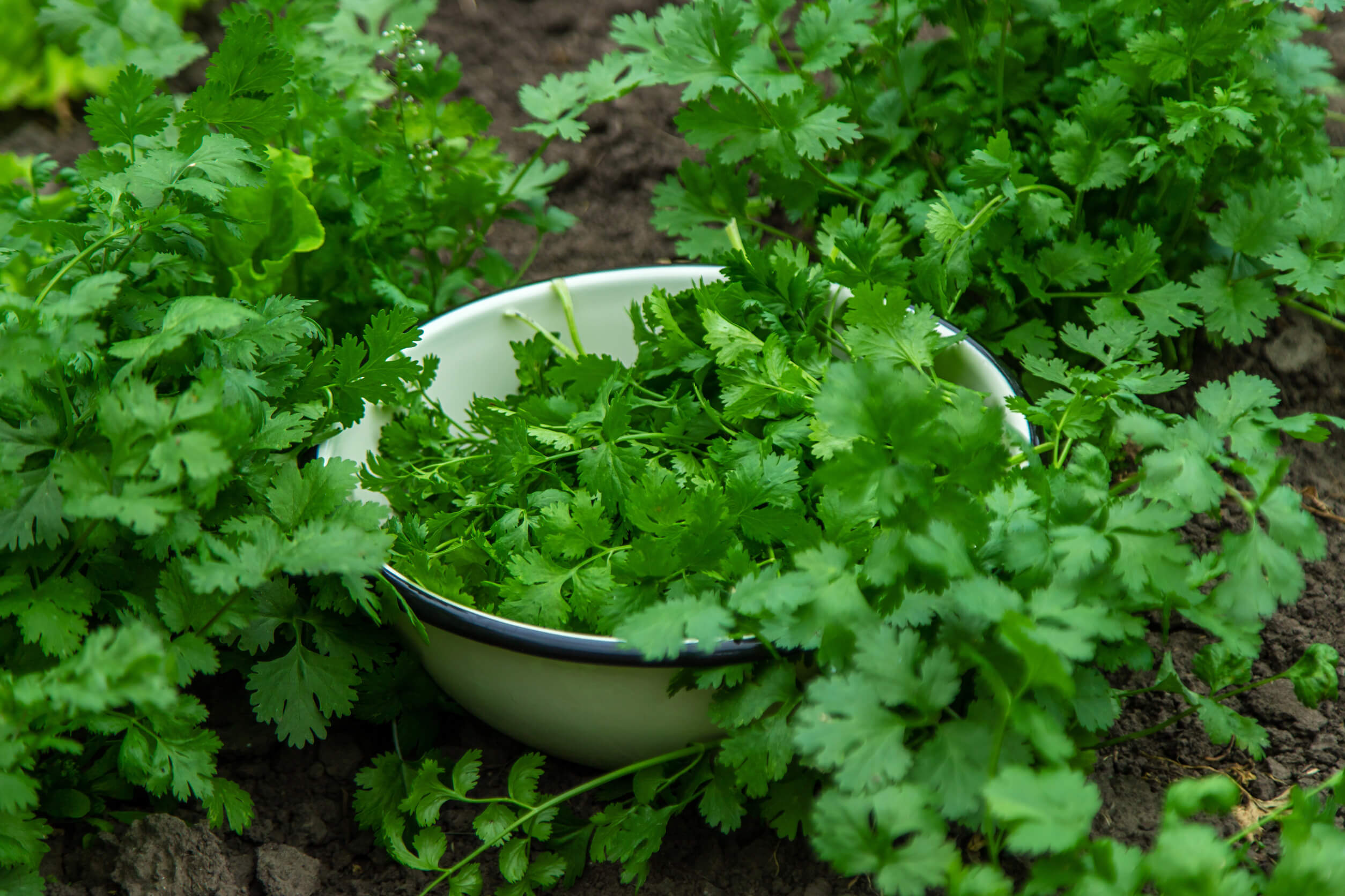 Growing Coriander in Small Spaces: Easy Tips for Indian Homes – AllThatGrows