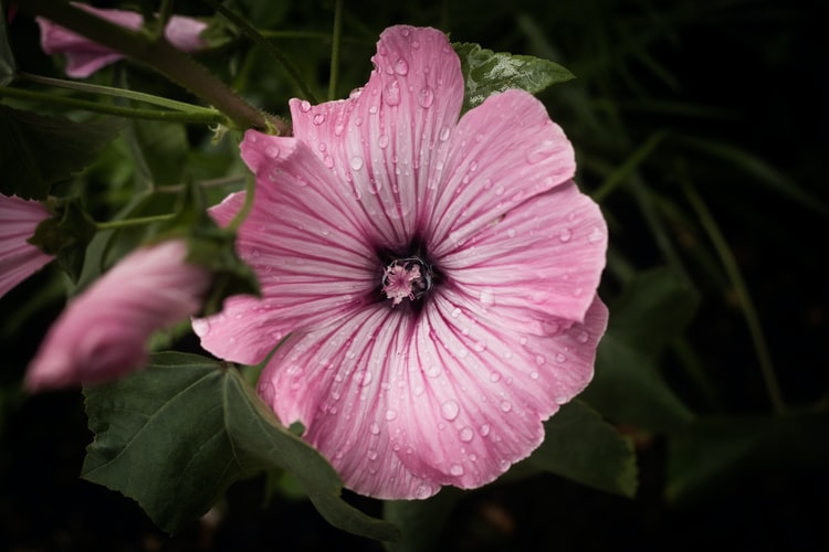 How Do I Know If My Hibiscus Is Overwatered