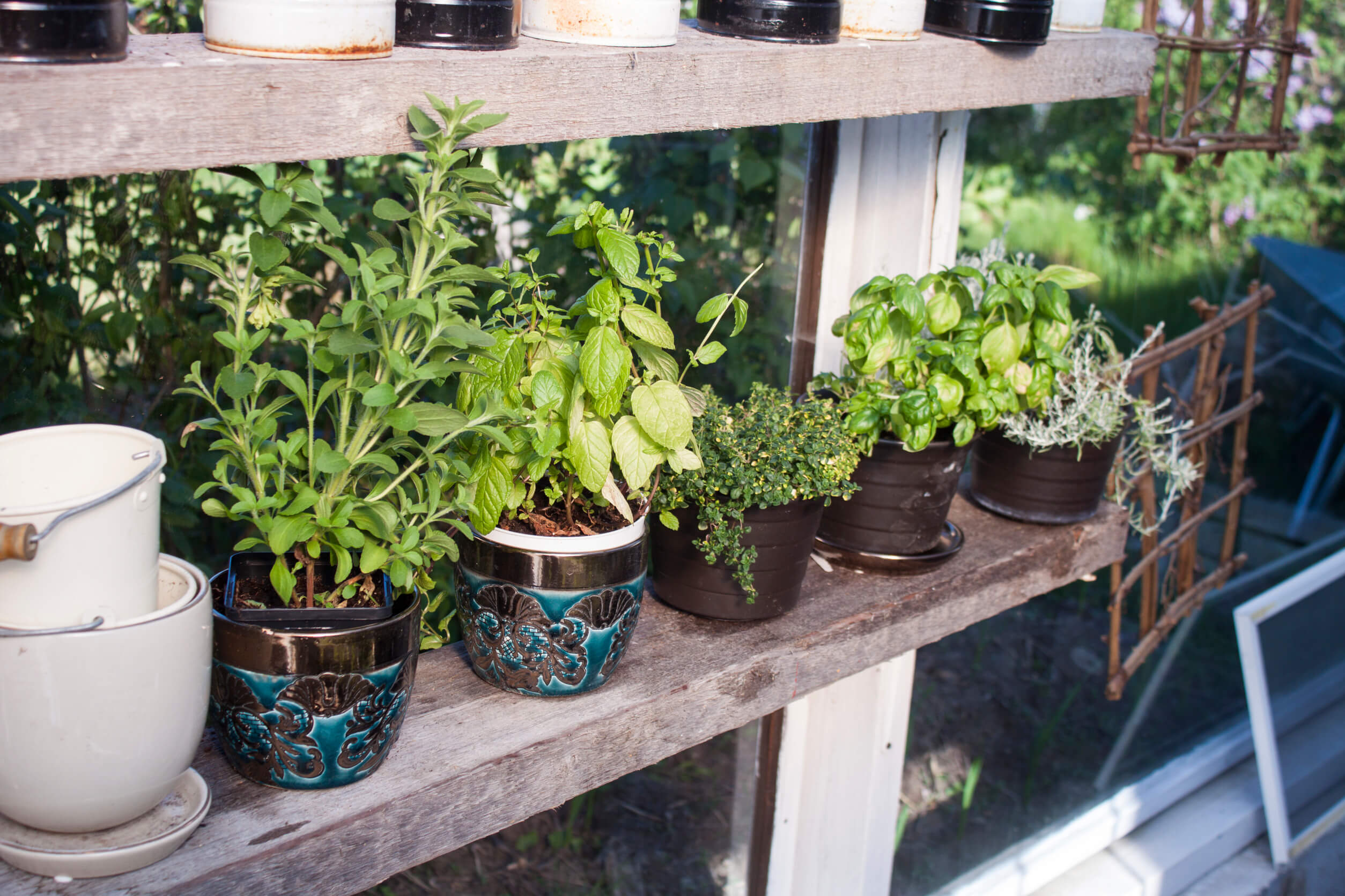 7 Best Herbs to Grow in Pots in India This Summer – AllThatGrows