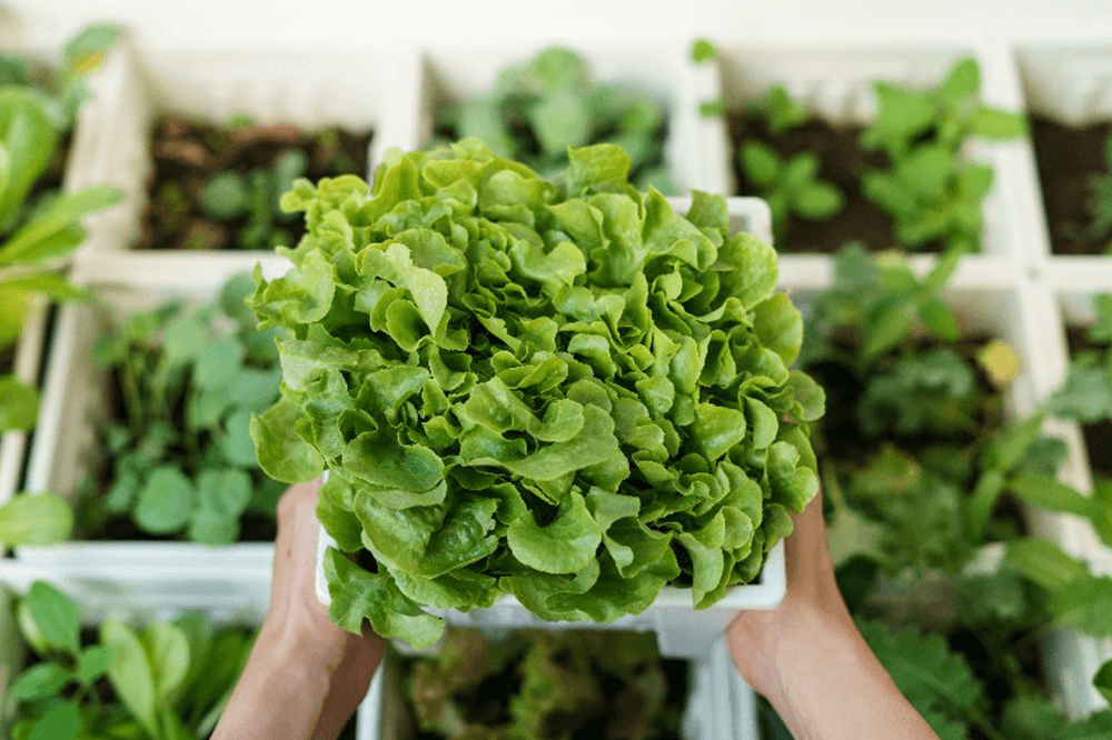 5 Benefits Of Growing Your Own Health Food 15 Amazing Benefits Of