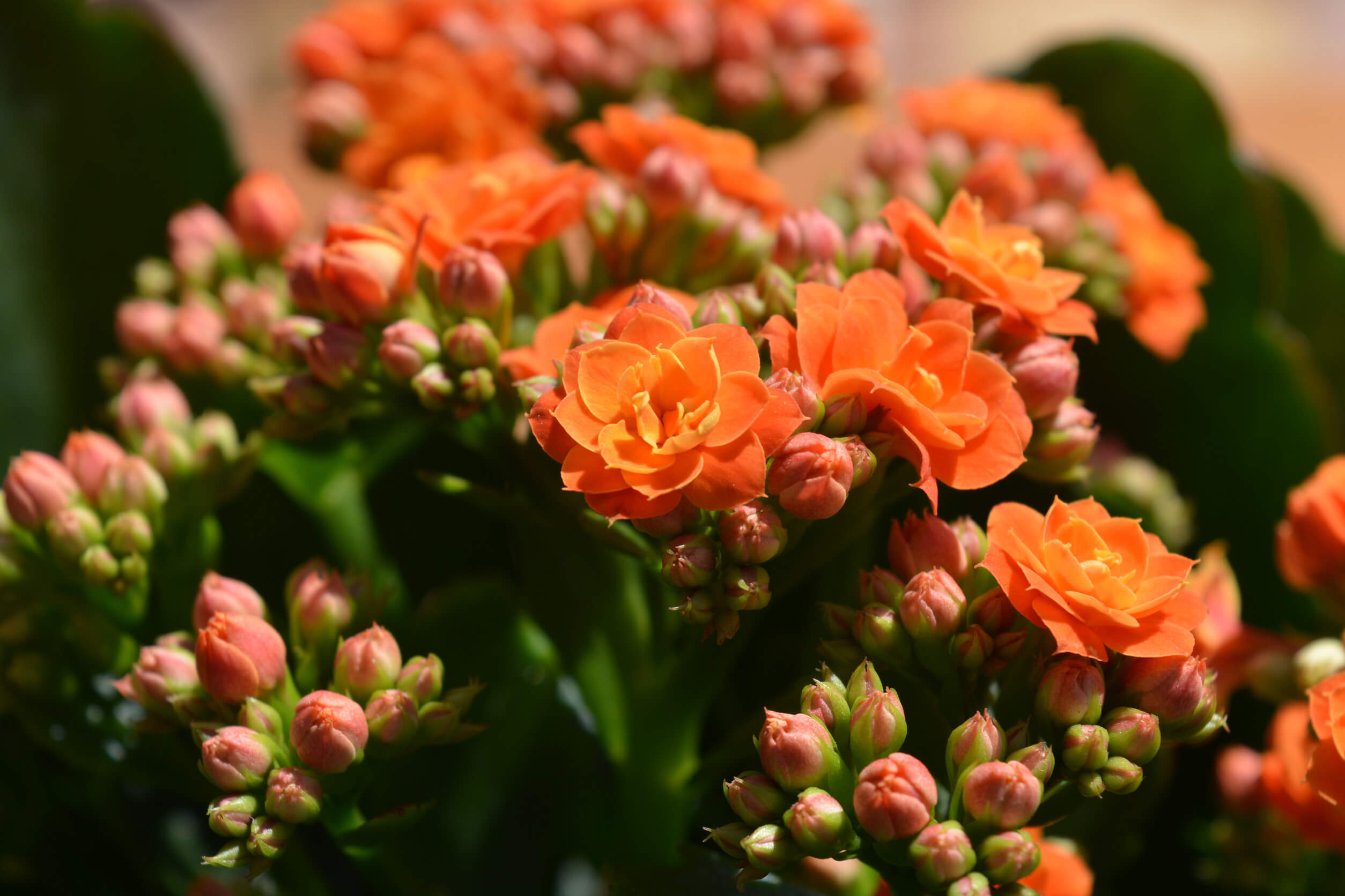Kalanchoe Care Guide: A Succulent That Blooms Indoors – AllThatGrows
