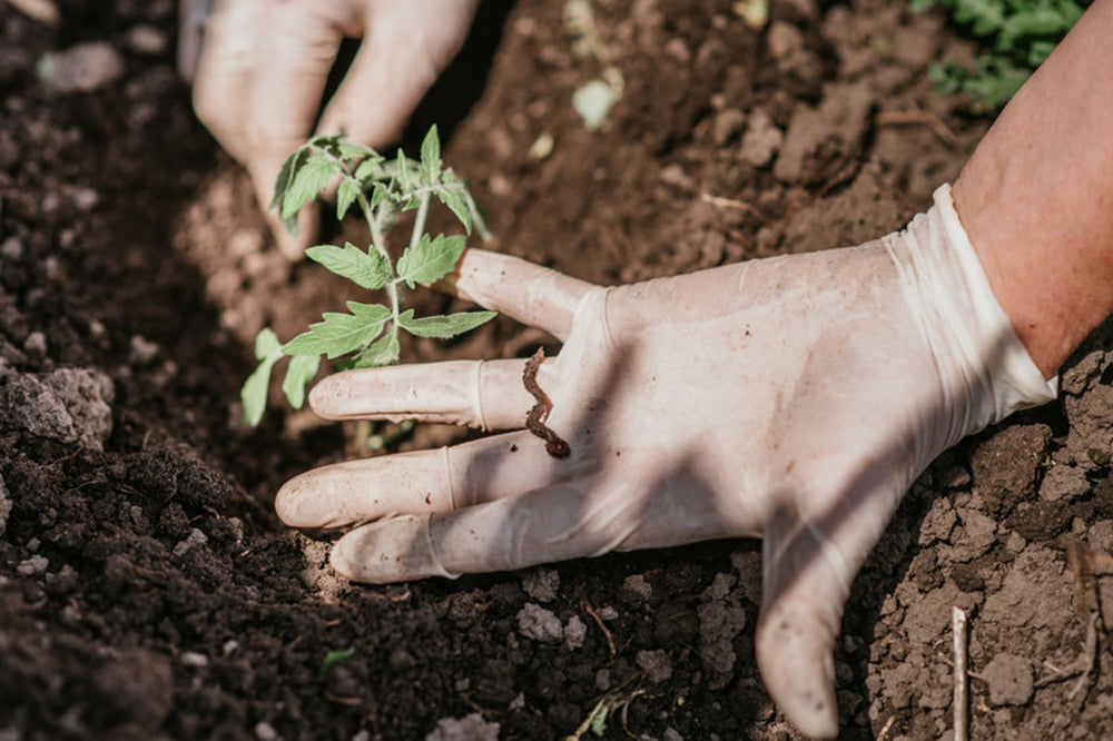 Organic Gardening Method