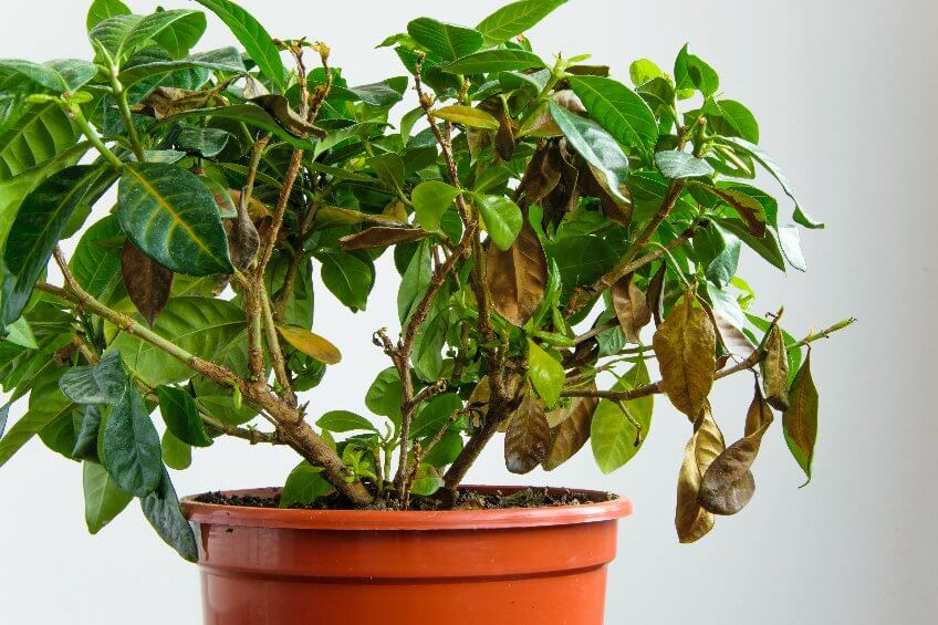 7 Common Signs Of Plant Problems & Their Solutions