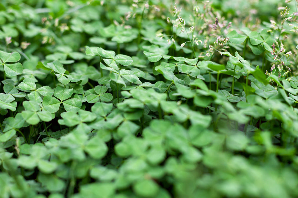 Cover Crops: The Key to Healthier, More Productive Gardens