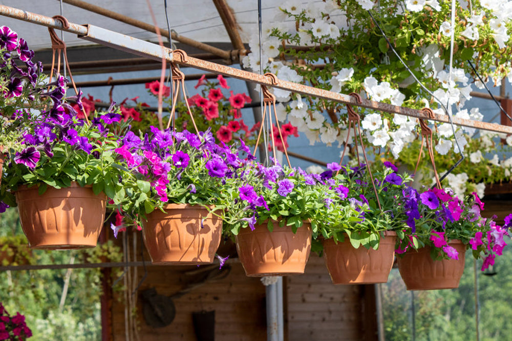 8 Best & Easy to Grow Flowers in India for Beginners