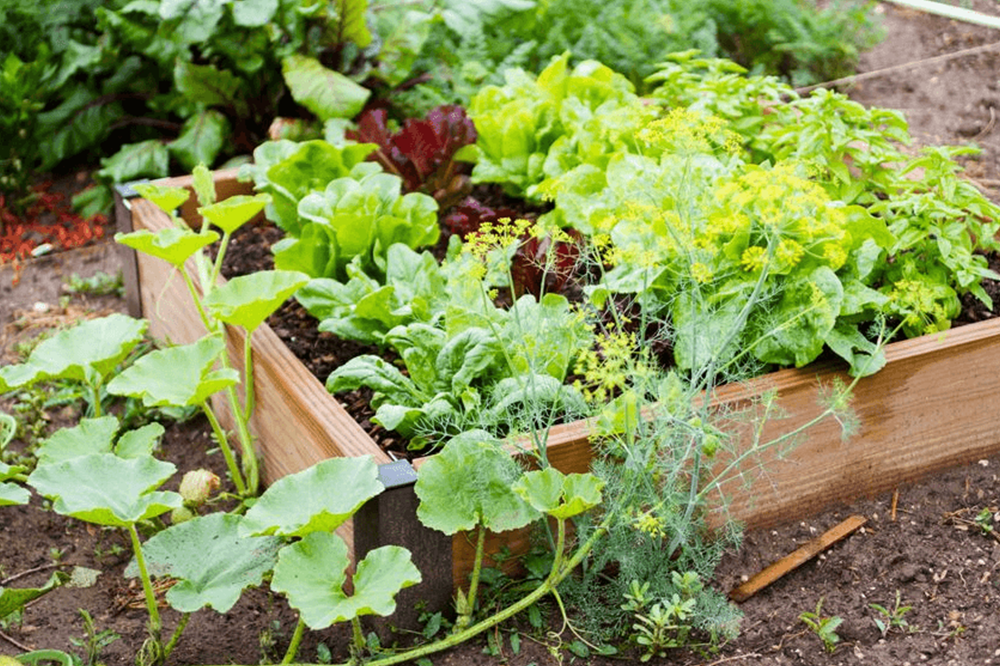 Food Gardening: How it can help you save money!