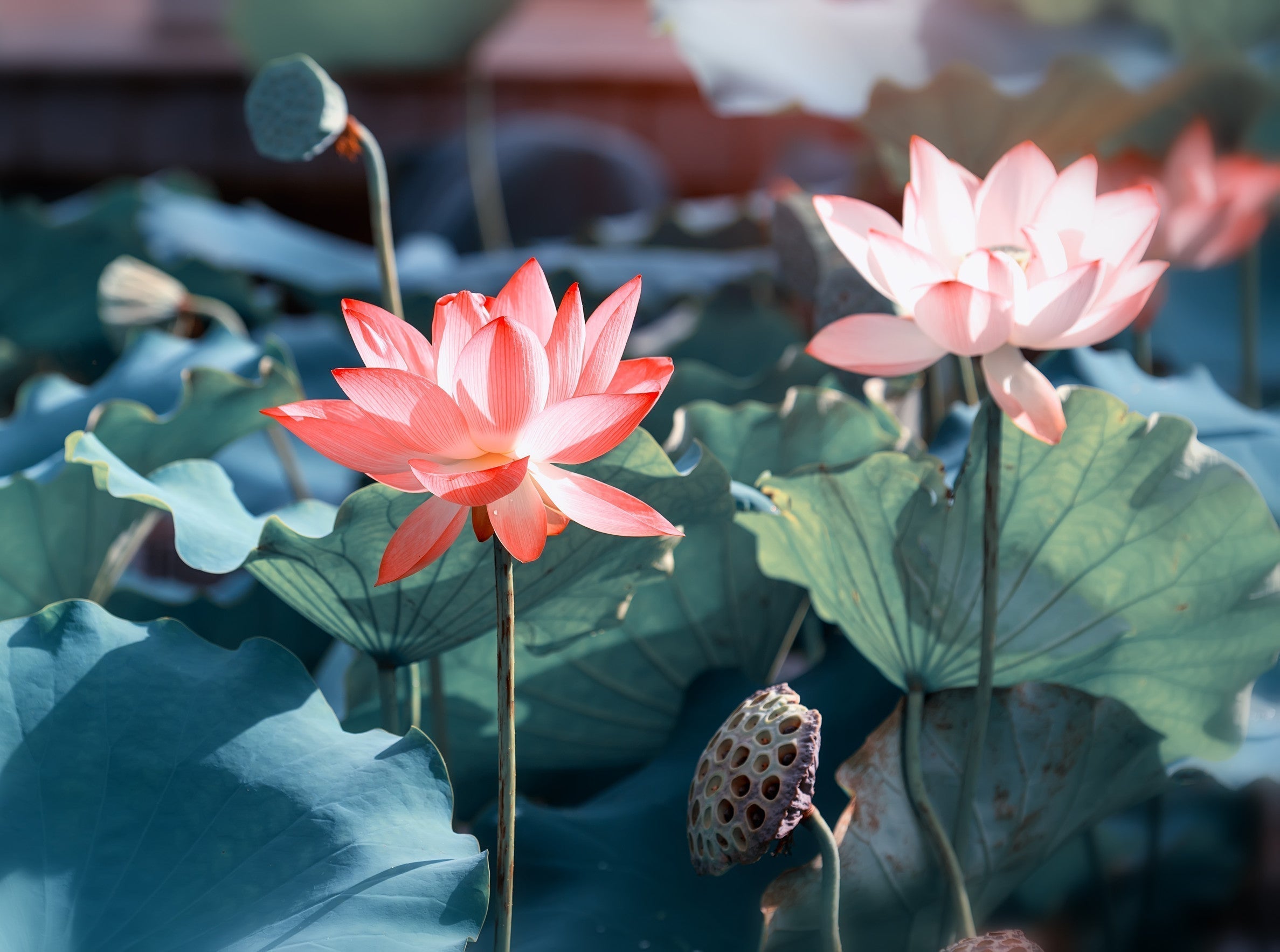 How to Grow Lotus from Bulbs: Complete Guide for Beginners – AllThatGrows