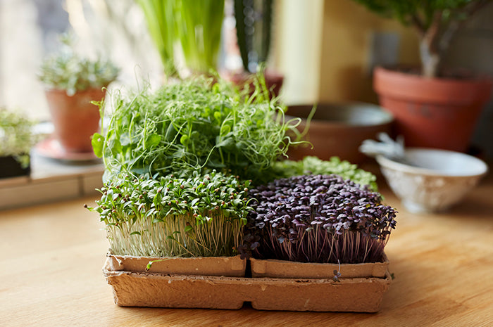 Microgreens: Health Benefits and Growing Tips | AllThatGrows