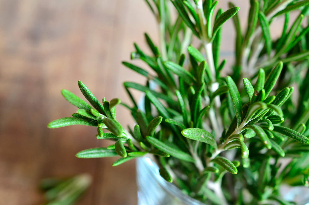 Growing Rosemary at Home: Step-by-Step Guide and Uses