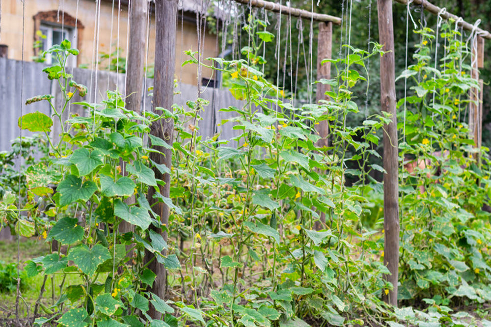 How to Trellis and Stake Plants to Keep Them Upright