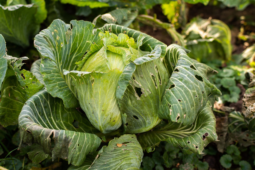 Worms On Cabbage Plants How To Naturally Prevent Cabbage Worms This