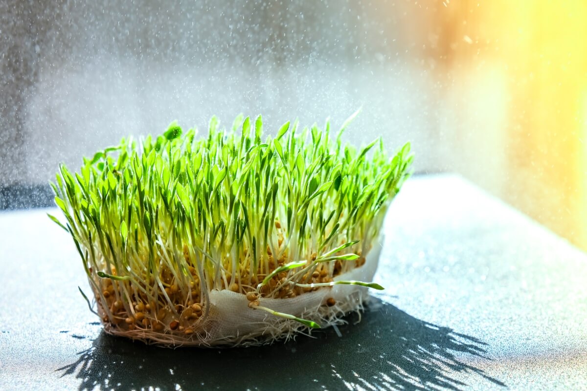 How to grow wheatgrass organically at home? What are the benefits of ...