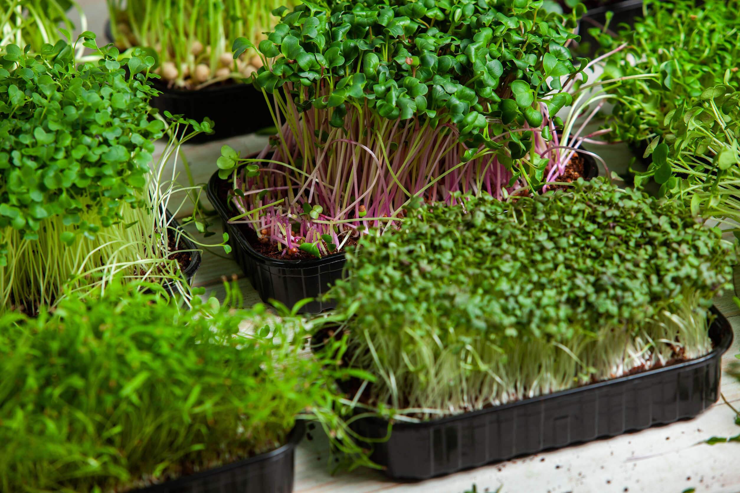 Top 6 Nutrient-Rich Microgreens to Grow at Home – AllThatGrows