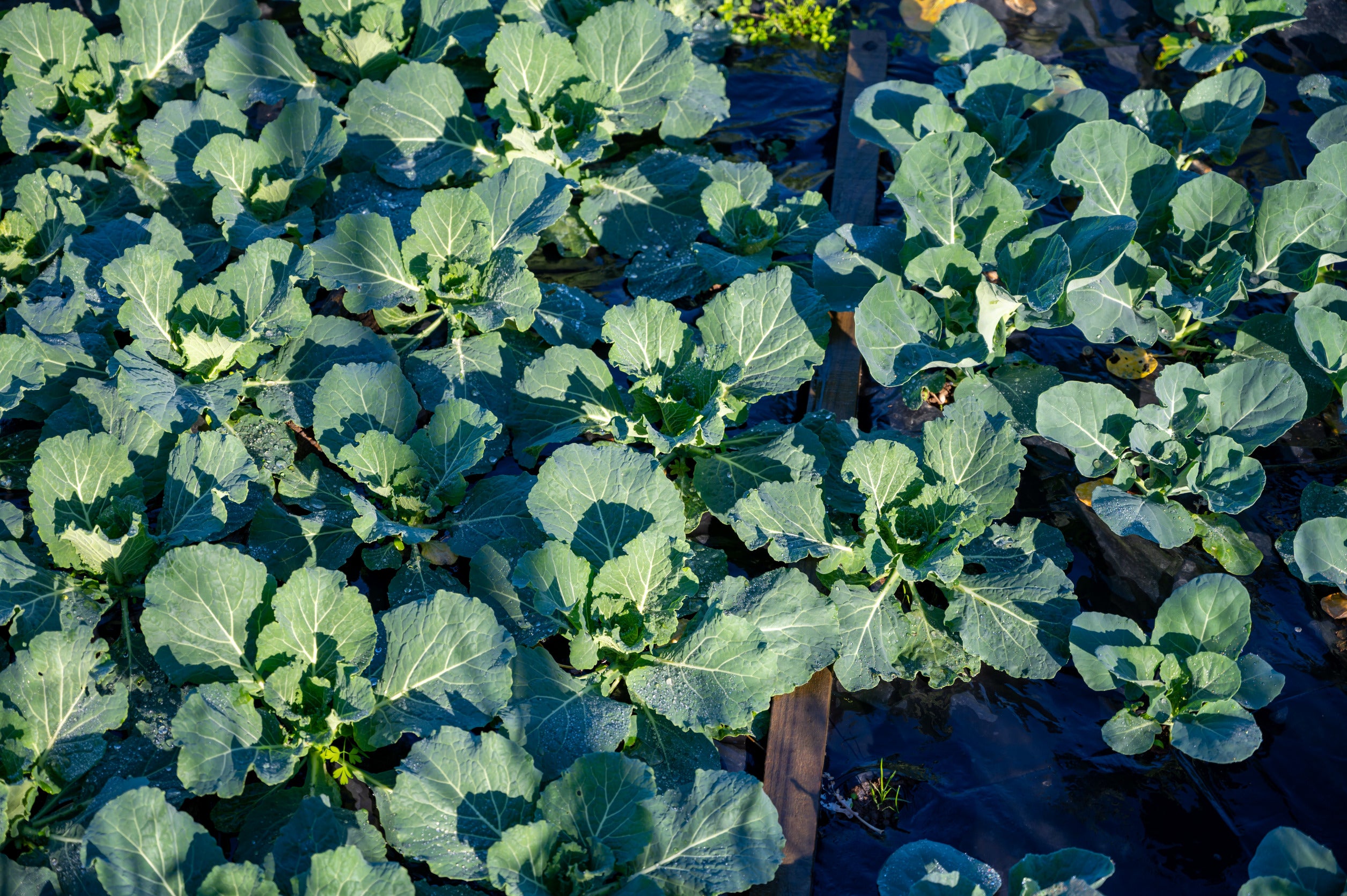 Why Your Broccoli Plant Isn’t Forming a Head: Causes & Solutions ...