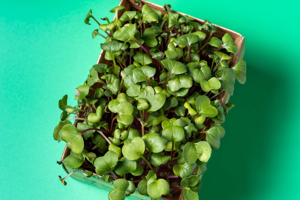 Microgreens: Nutrition, Benefits, and the Complete Microgreen Kit