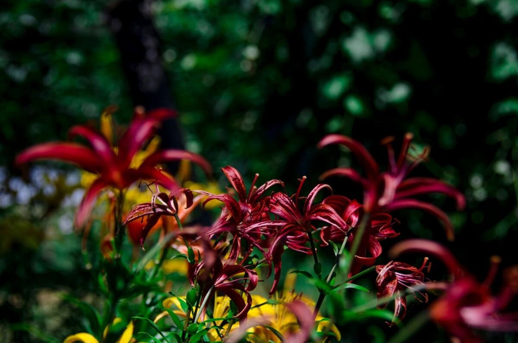 8 Essential Tips for Planting and Growing Flower Bulbs