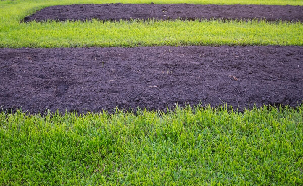 Step-by-Step Guide: How to Grow Beautiful Lawns from Seed in India