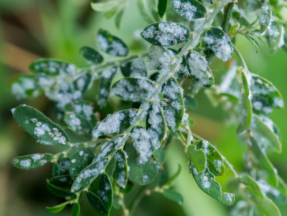 Guide to Identifying and Naturally Solving Common Plant Problems in ...