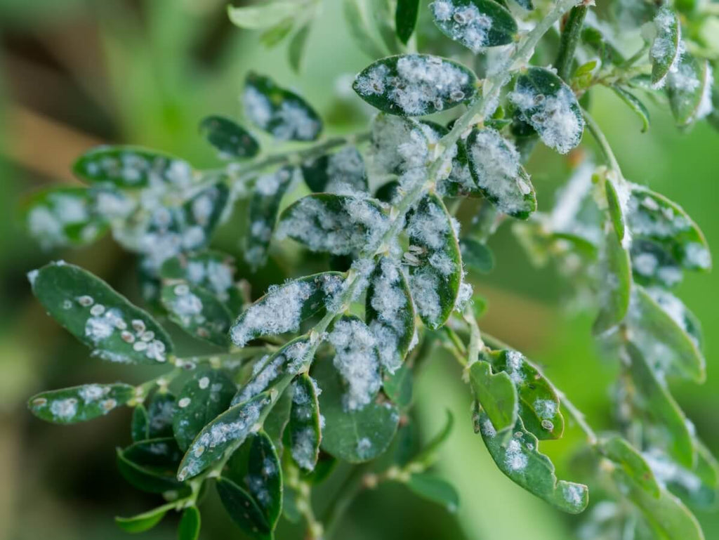 Guide to Identifying and Naturally Solving Common Plant Problems in ...