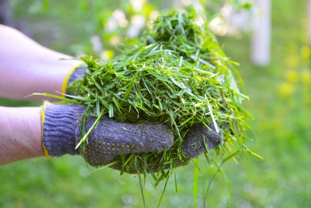 6 Creative Ways to Reuse Grass Clippings in Your Garden | AllThatGrows