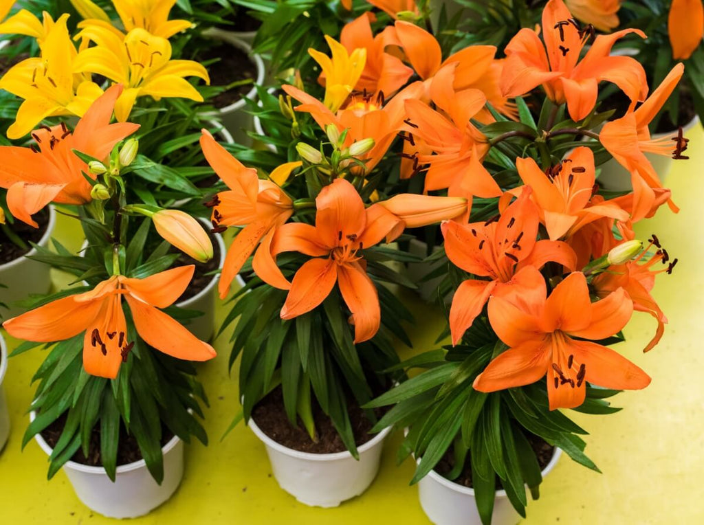 7 New Bulb Varieties for Your Summer Garden