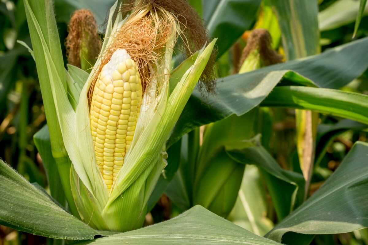 How To Grow Sweetcorn In Your Kitchen Garden – AllThatGrows