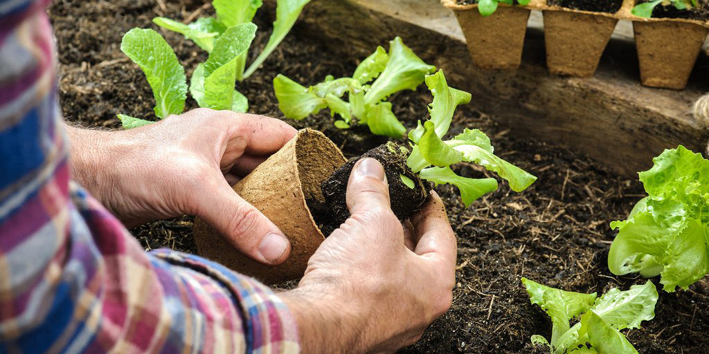 Organic Gardening - A Quick Guide To Get You Started