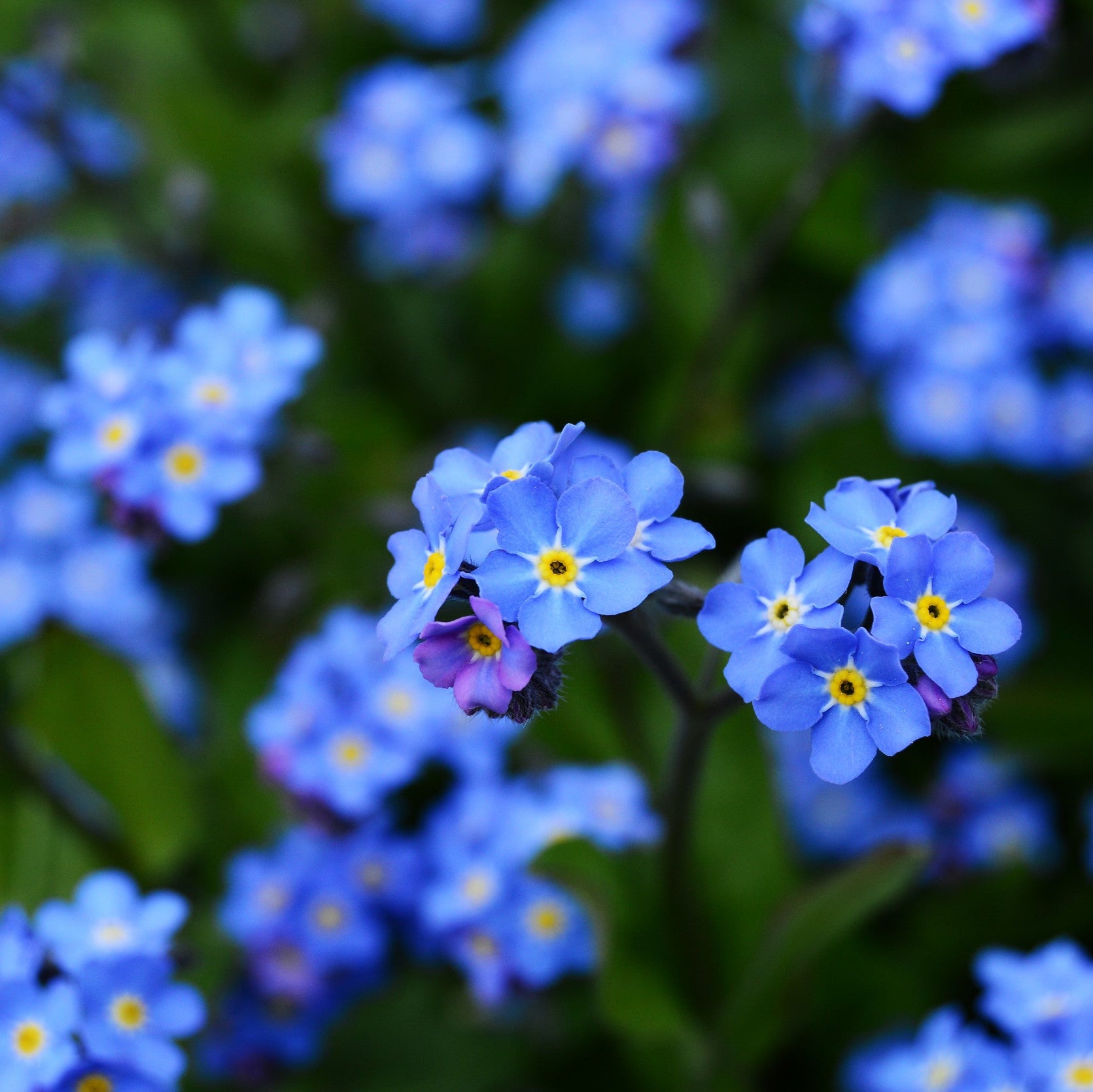 Anchusa Blue Flower Seeds – Plant Sky-Blue Blooms in Your Garden ...