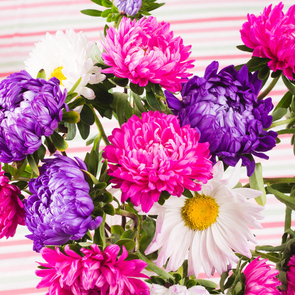 Aster Princess Mix Seeds - Vibrant, Resilient Blooms