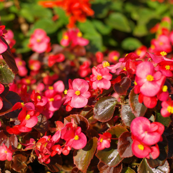 AllThatGrows - Begonia Red Bulbs for Lush Indoor Gardens