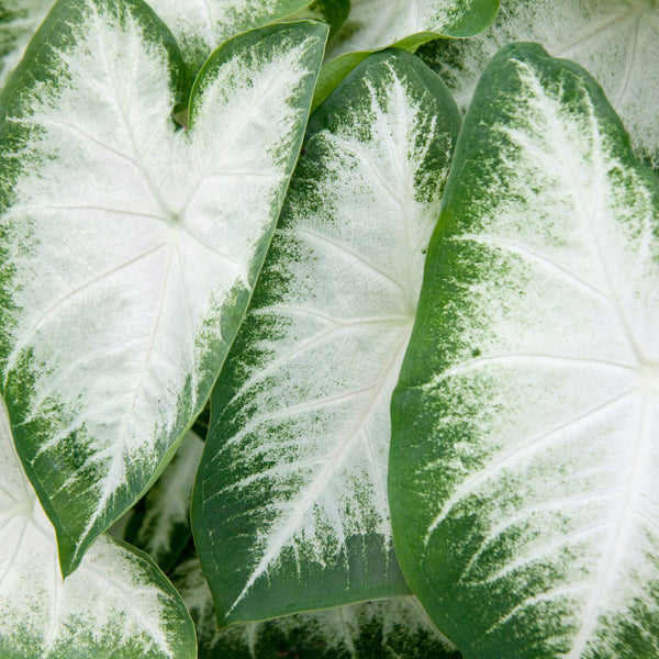 AllThatGrows: Caladium Aaron Bulbs - Vibrant Leaves for Your Indoors