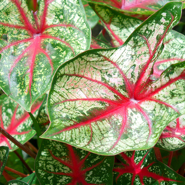 Buy Caladium Red Bulbs Online | Vibrant and Versatile Garden Plants