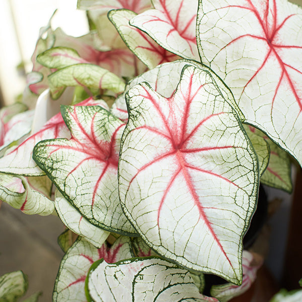 Buy Caladium White Bulbs Online - Elegant and Lush Garden Delight