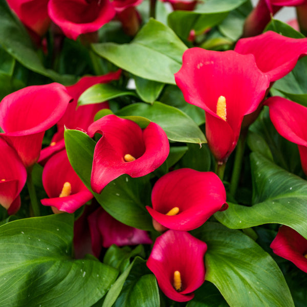 Calla Lily Red Flower Bulbs for Your Garden - Set of 5 bulbs