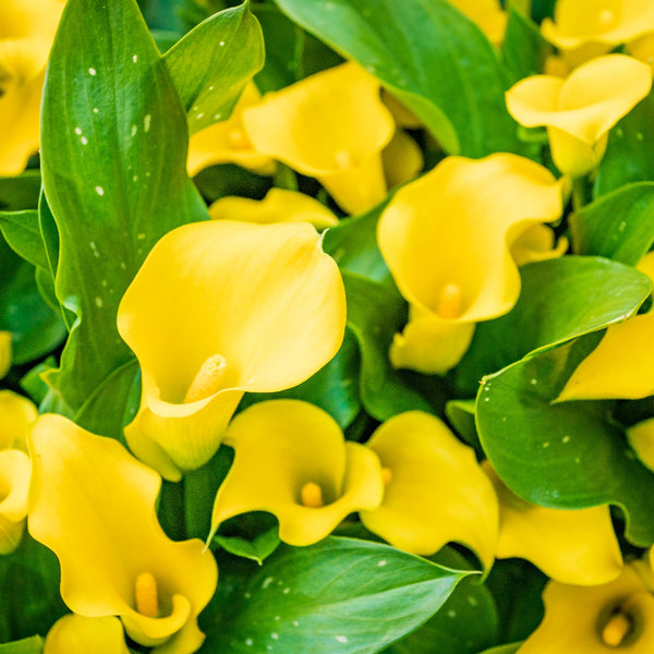 Shop Calla Lily Yellow Flower Bulbs - Set of 5 bulbs