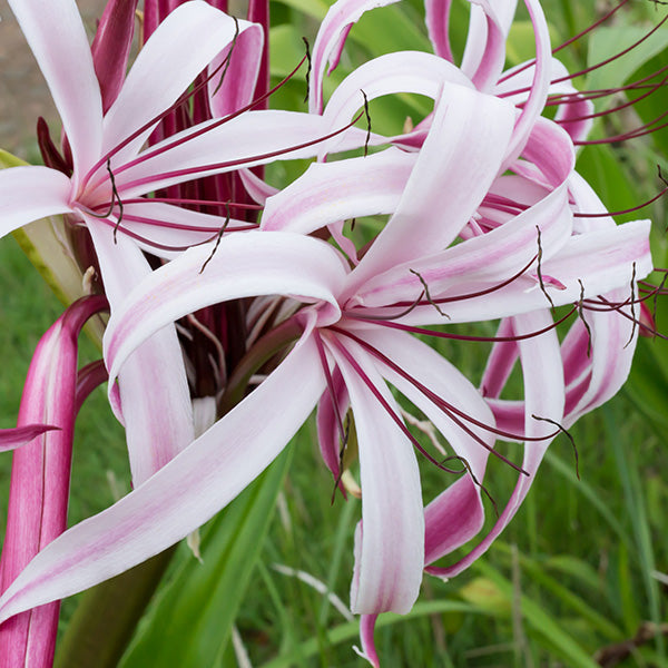 Buy Crinum Lily Pink Bulbs | Vibrant Blooms for Your Garden