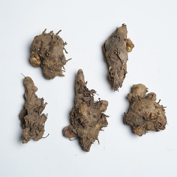 Buy Curcuma Blue Bulbs Online | AllThatGrows | COD available