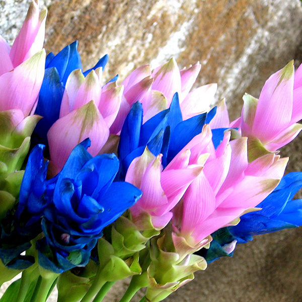 Buy Curcuma Blue Bulbs Online | AllThatGrows | COD available