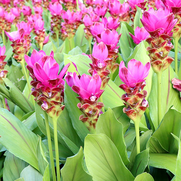 Buy Curcuma Pink Bulbs Online | AllThatGrows | COD available