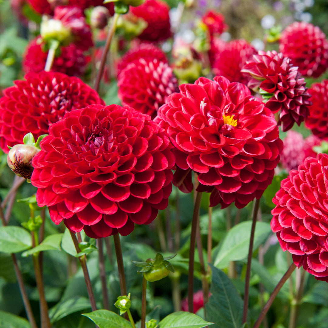 AllThatGrows: Red Dahlia Bulbs - Vibrant Blooms for Your Garden