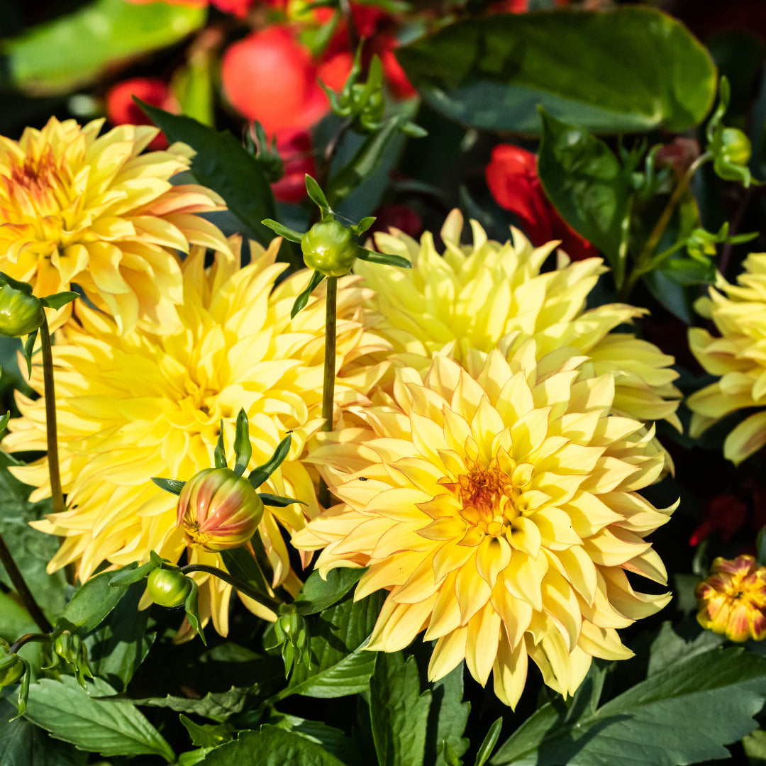 Yellow Dahlia Bulbs - Vibrant Blooms for Your Garden | AllThatGrows