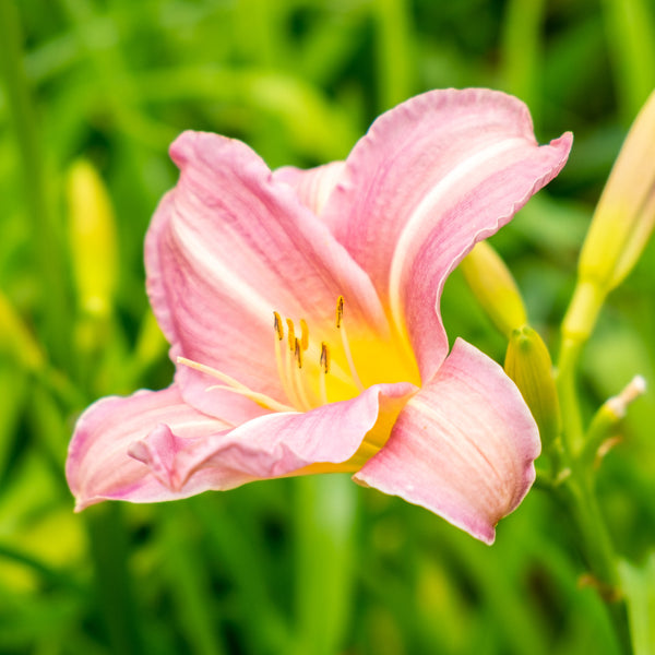 Daylily Pink Flower Bulbs - Set of 5 Bulbs