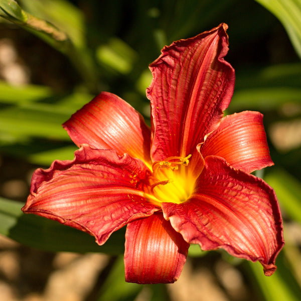 Daylily Red Flower Bulbs - Set of 5 Bulbs