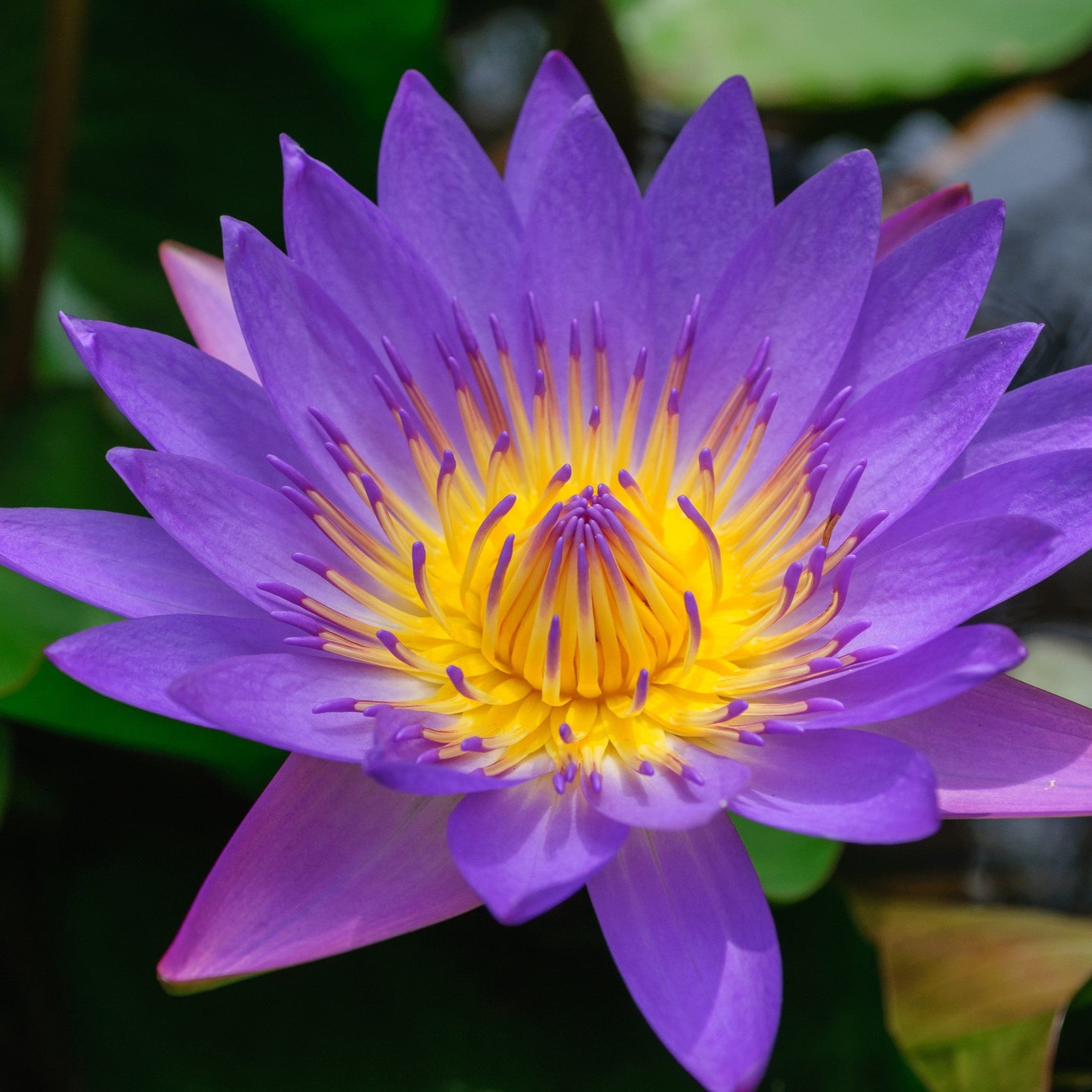 Double Blue Lotus Seeds - Sacred Pond Blooms | AllThatGrows