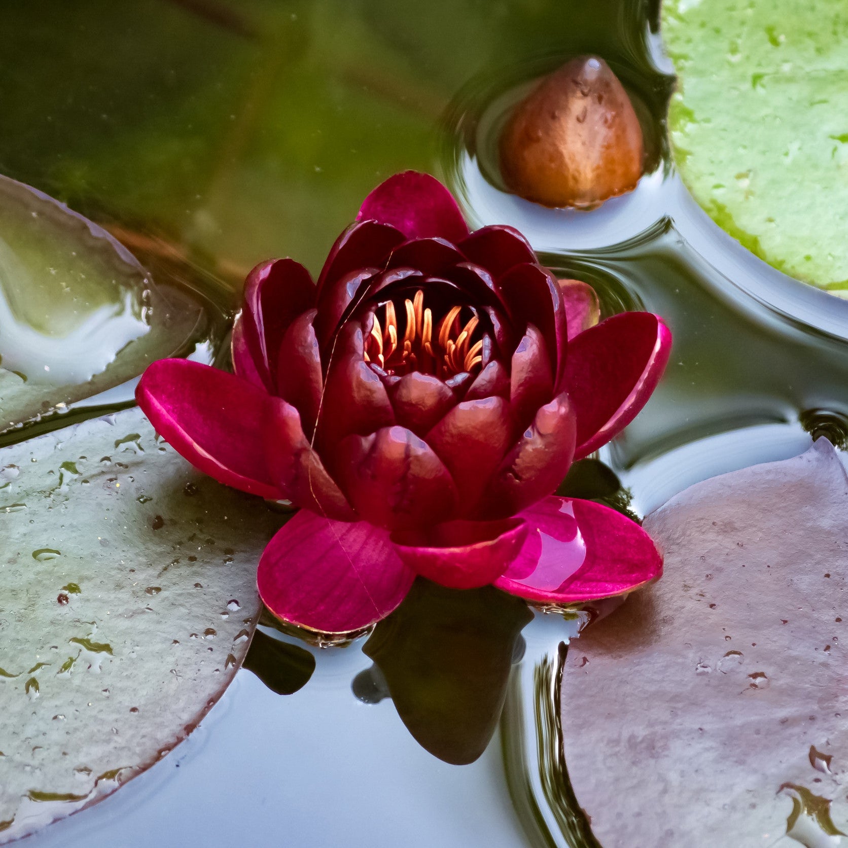 Double Dark Red Lotus Seeds – Stunning Aquatic Flowers | AllThatGrows