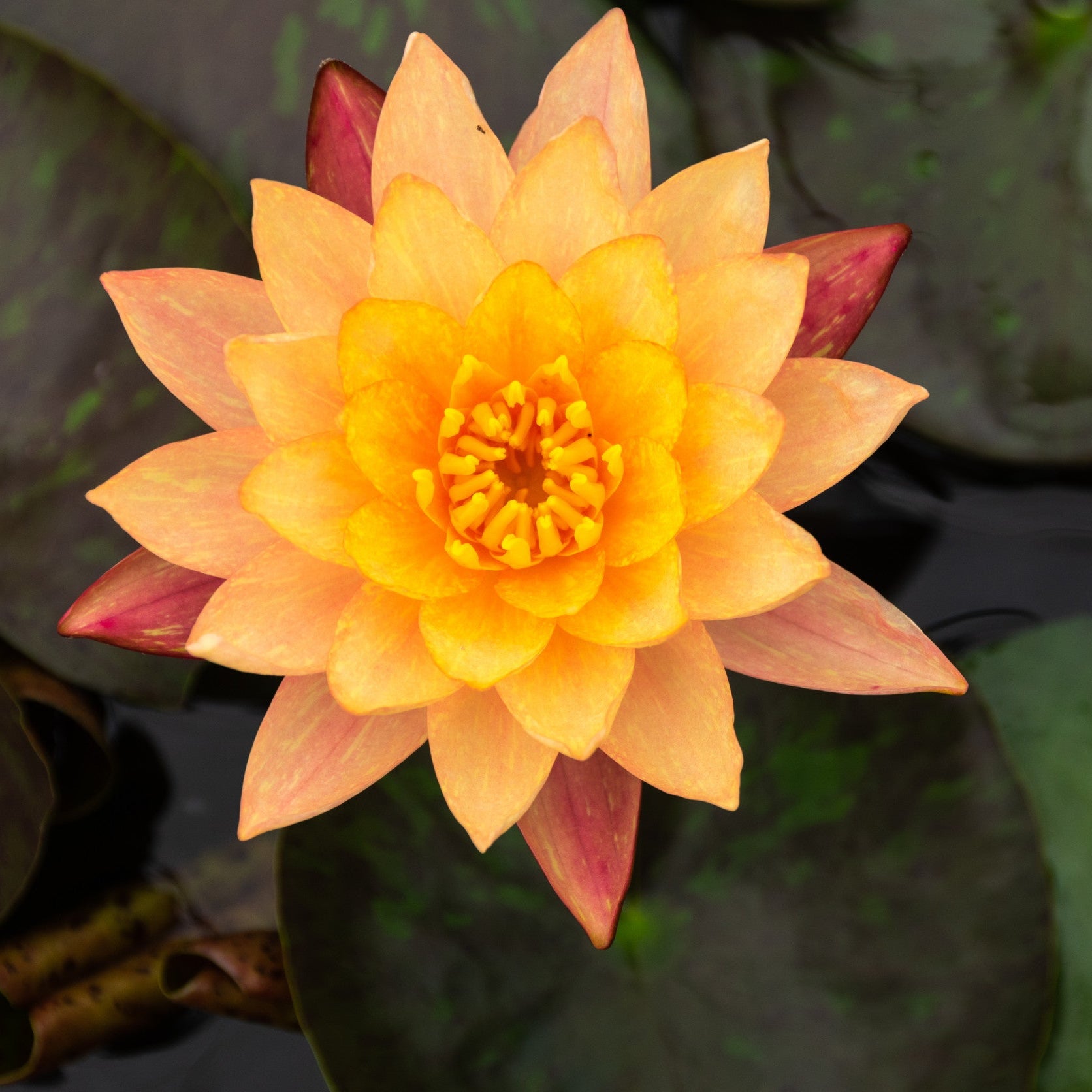 Double Orange Lotus Seeds - Striking Pond Blooms | AllThatGrows