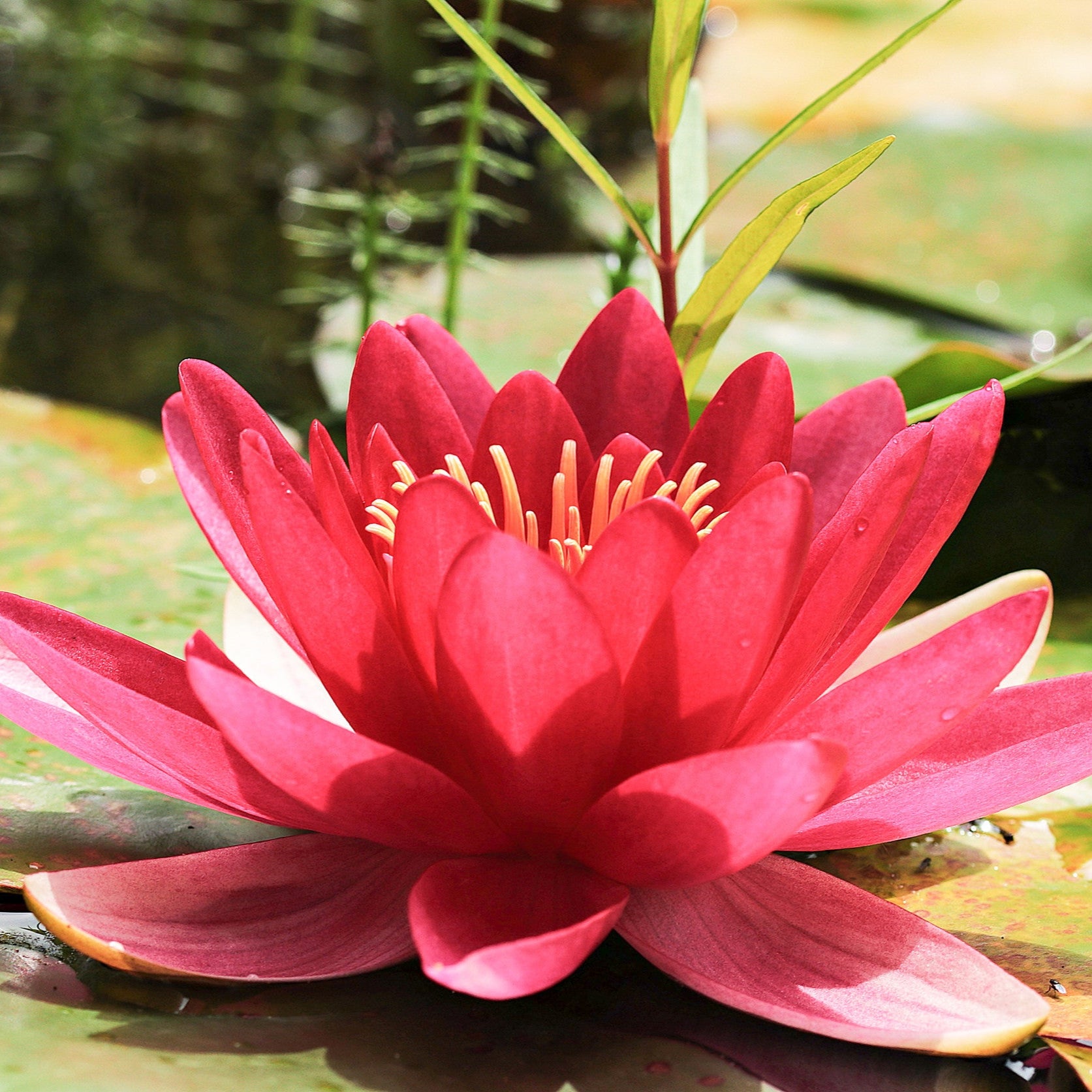 Double Red Lotus Seeds - Sacred Pond Blooms | AllThatGrows
