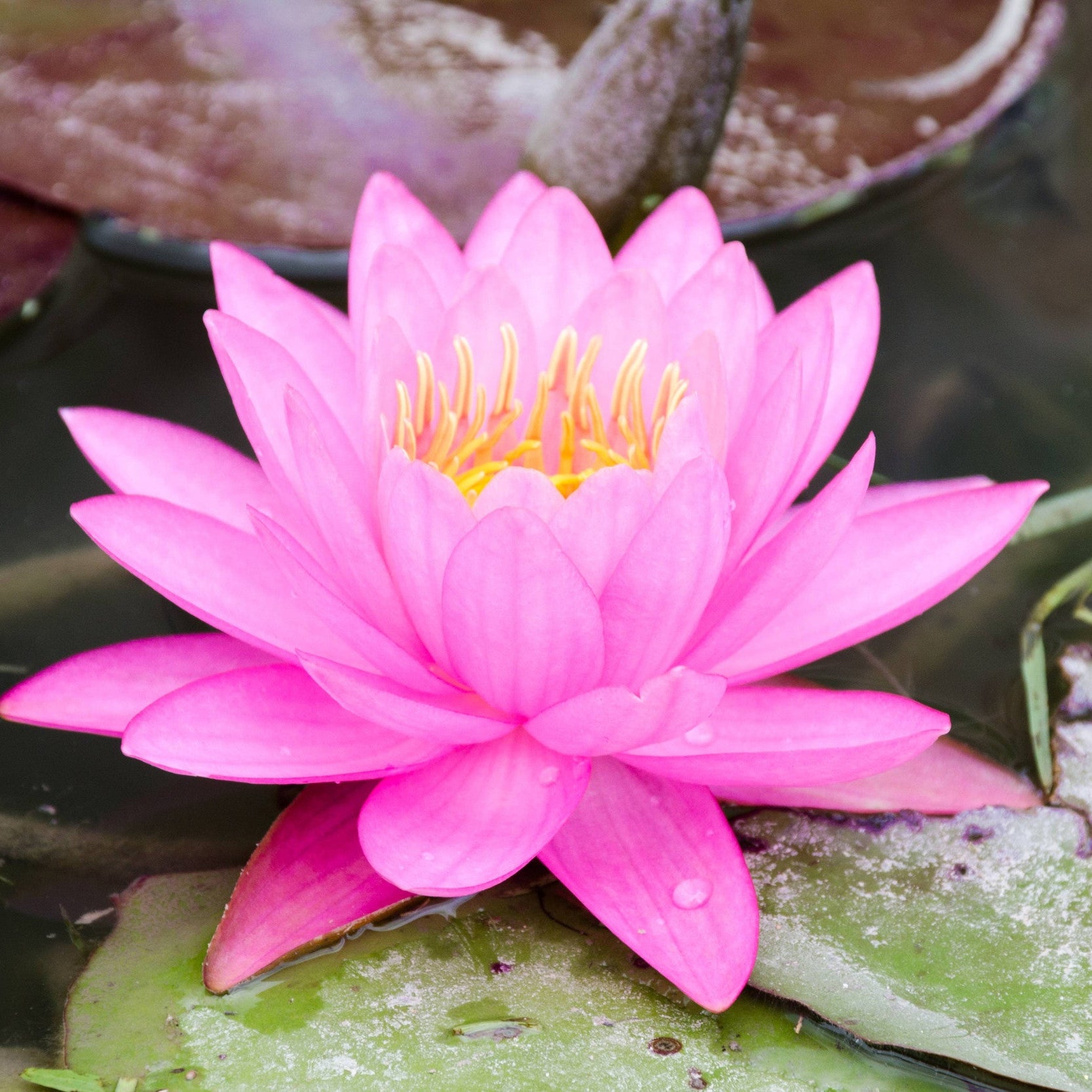 Double Rose Pink Lotus Seeds – Sacred Pond Blooms | AllThatGrows