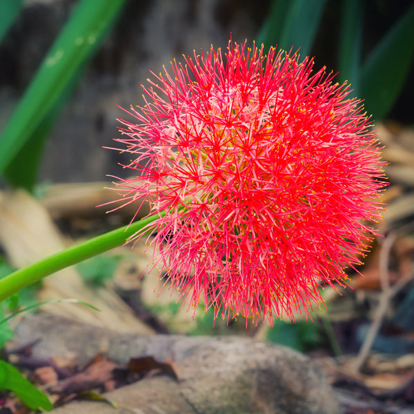 Football Lily Red Flower Bulbs - Set of 5 Bulbs