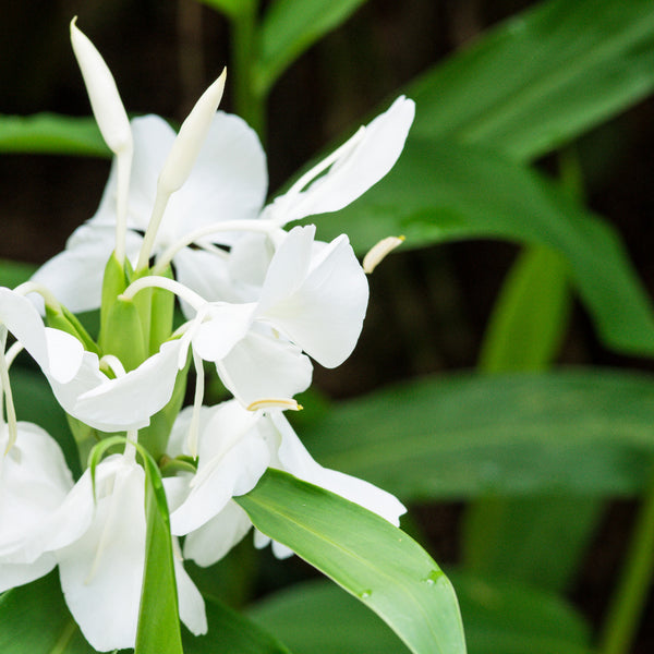Ginger Lily White Flower Bulbs - Fragrant and Elegant Blooms for Your ...
